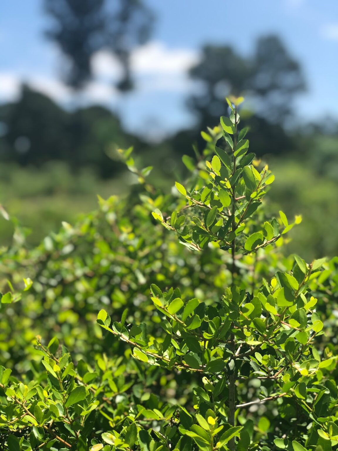 Harvesting America’s Forgotten Tea To Protect Wildlife