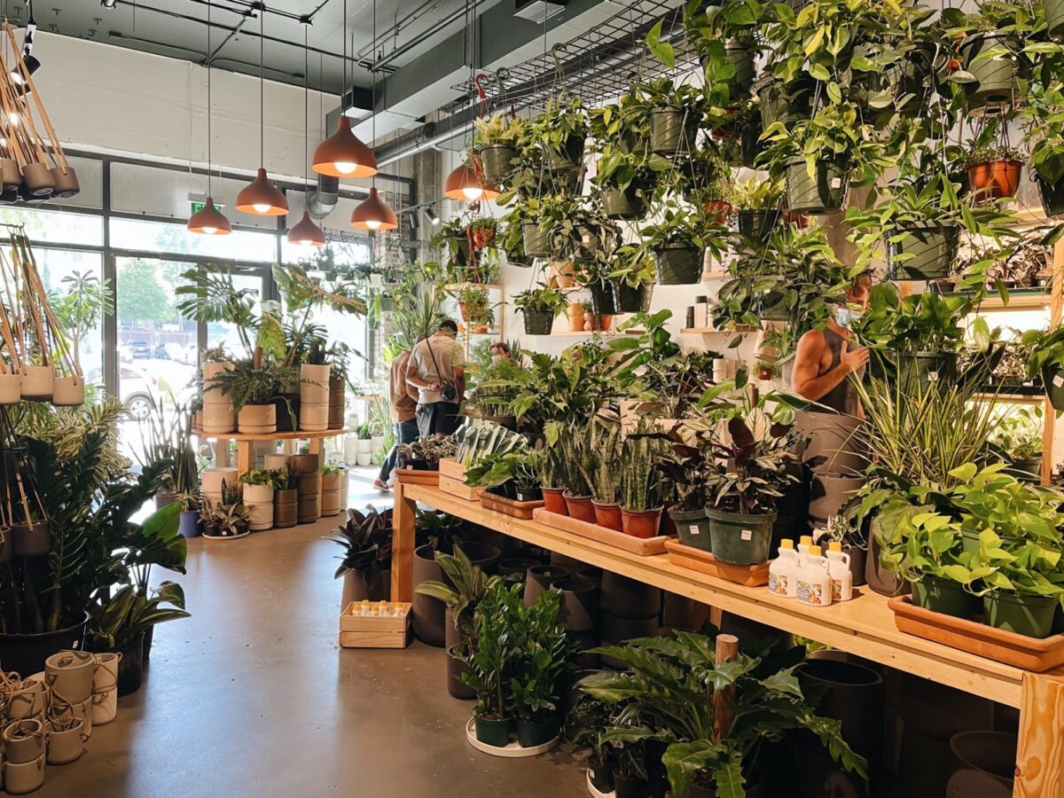The Story of Georgia's Most Sustainable Houseplant Store