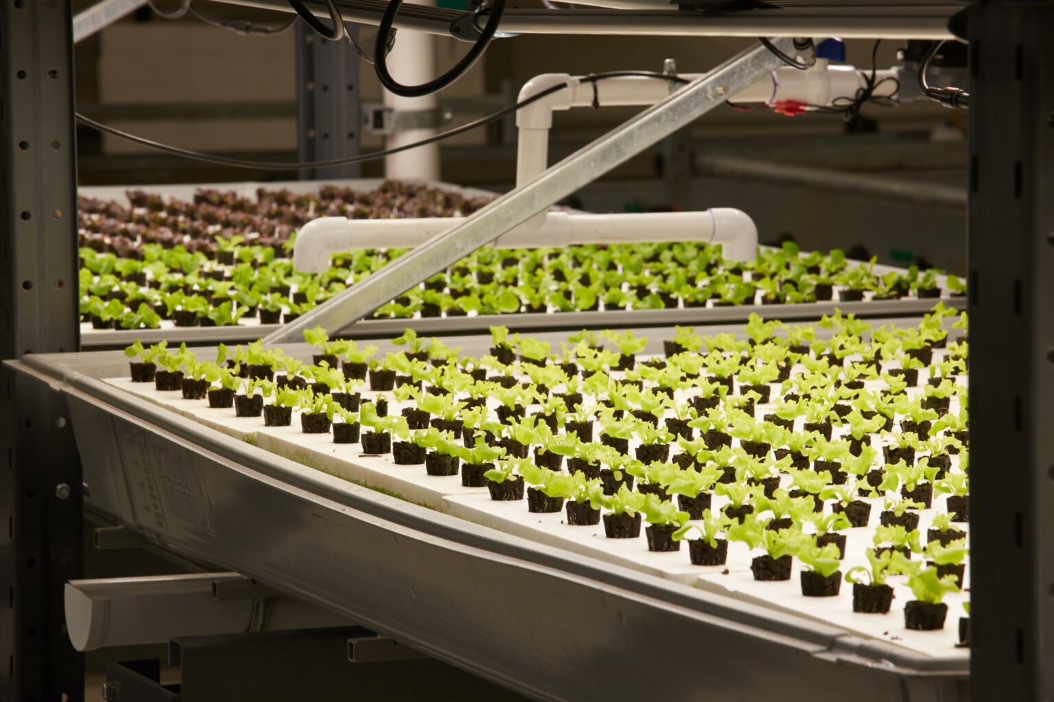 Bowery Farming Planting Roots In Texas And Georgia